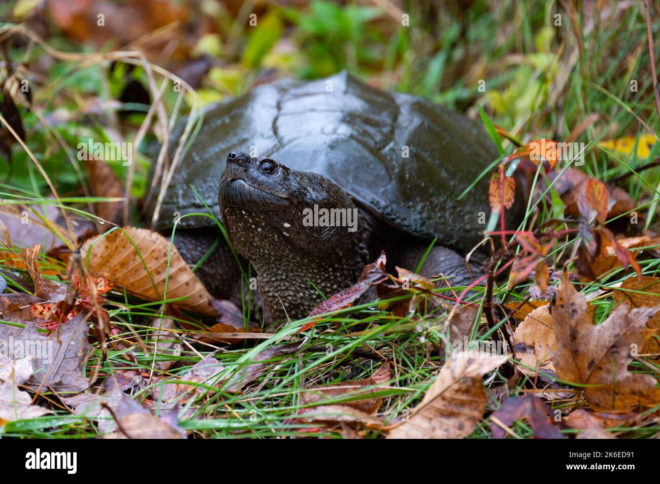 A snapping turtle, Chelydra serpentina, in the rain in grass with ...