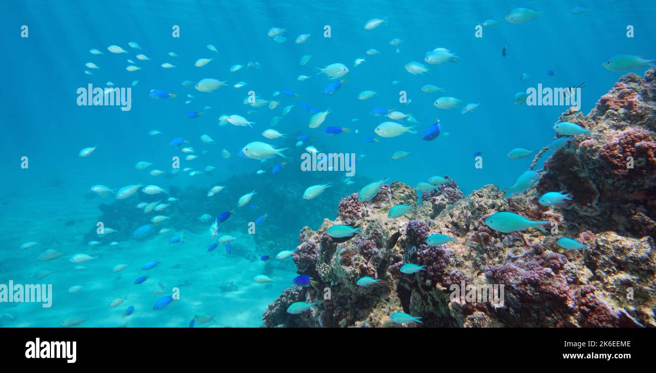 Blue Sapphire Damselfish