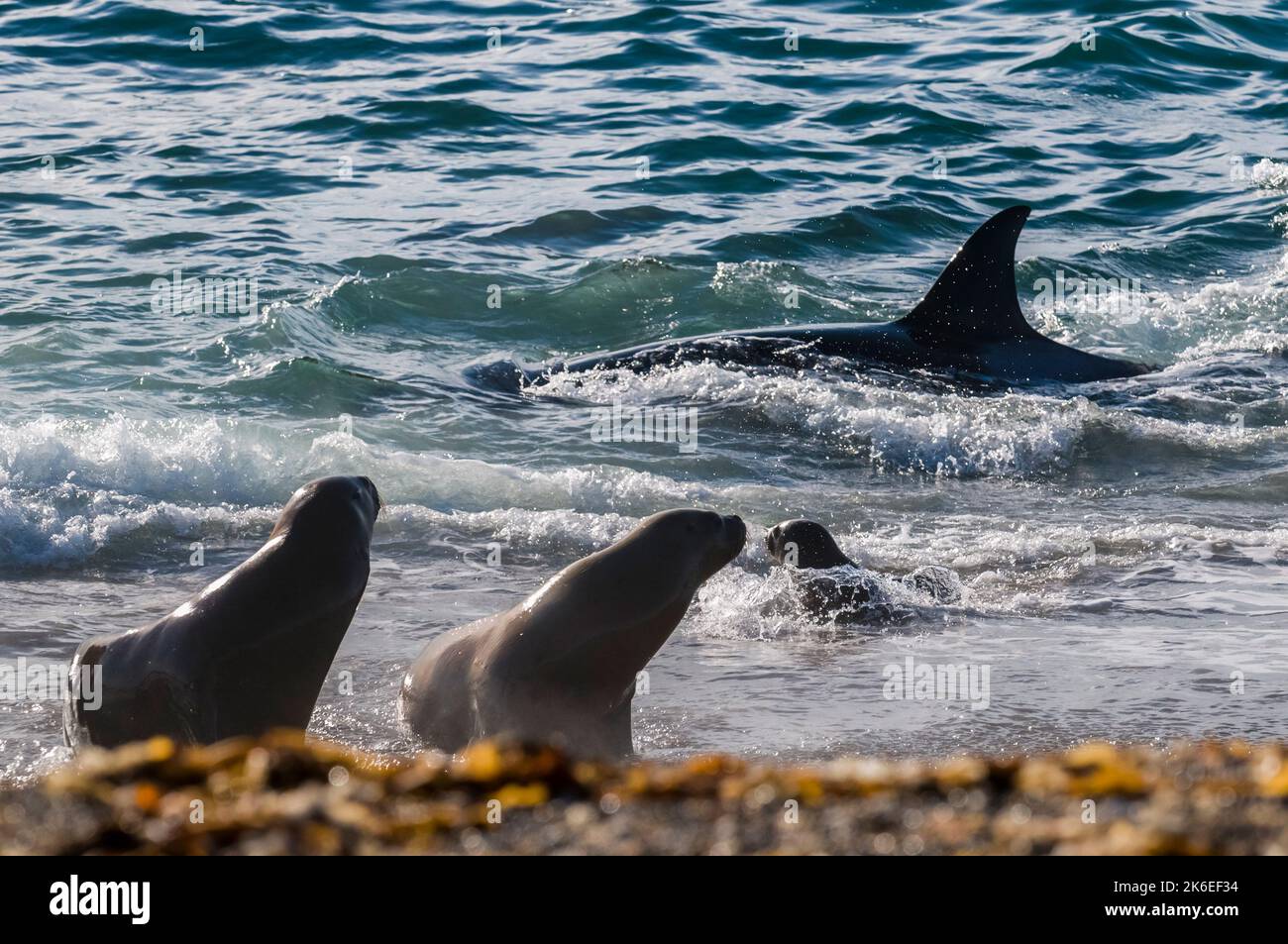 Killer whale hunting sea lions, Patagonia, Argentina Stock Photo - Alamy