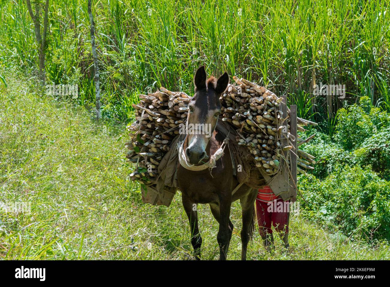 beautiful mule climbing a mountain in colombia, loaded with sugar cane ...