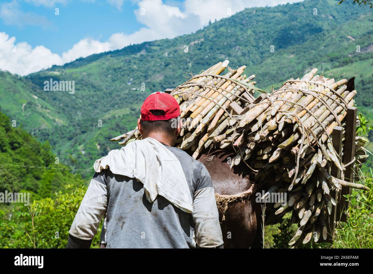 close-up of the back of a colombian muleteer walking behind his mule ...