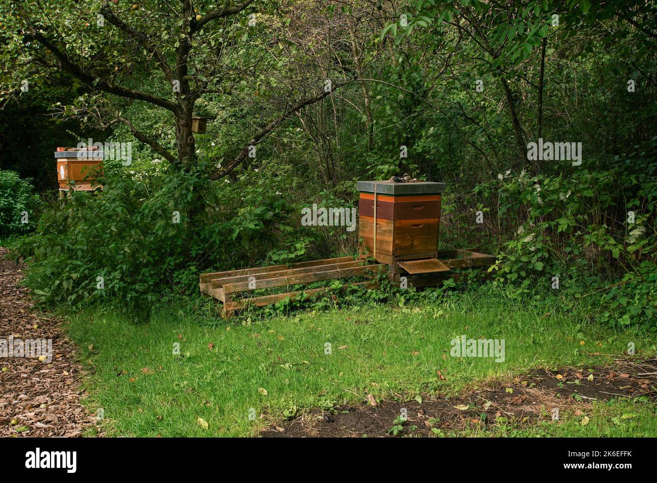 Beehive, bees crawl at the bottom in Botanical garden of Augburg ...
