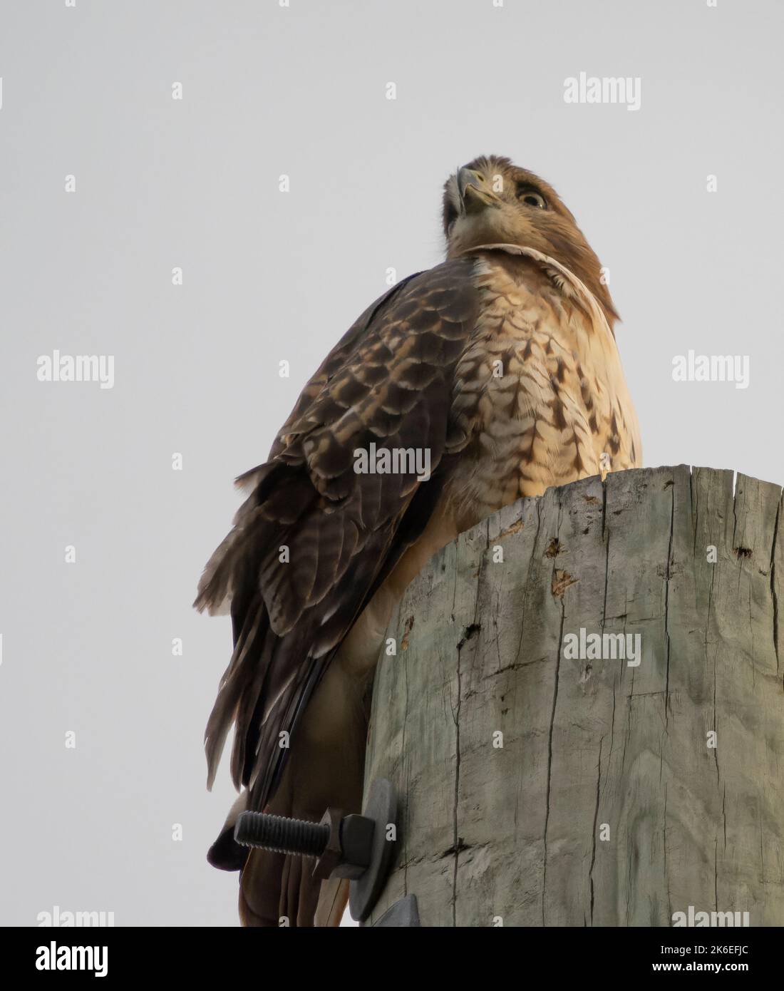 A Red Tailed Hawk sitting on electric pole at Geist Park Fishers ...
