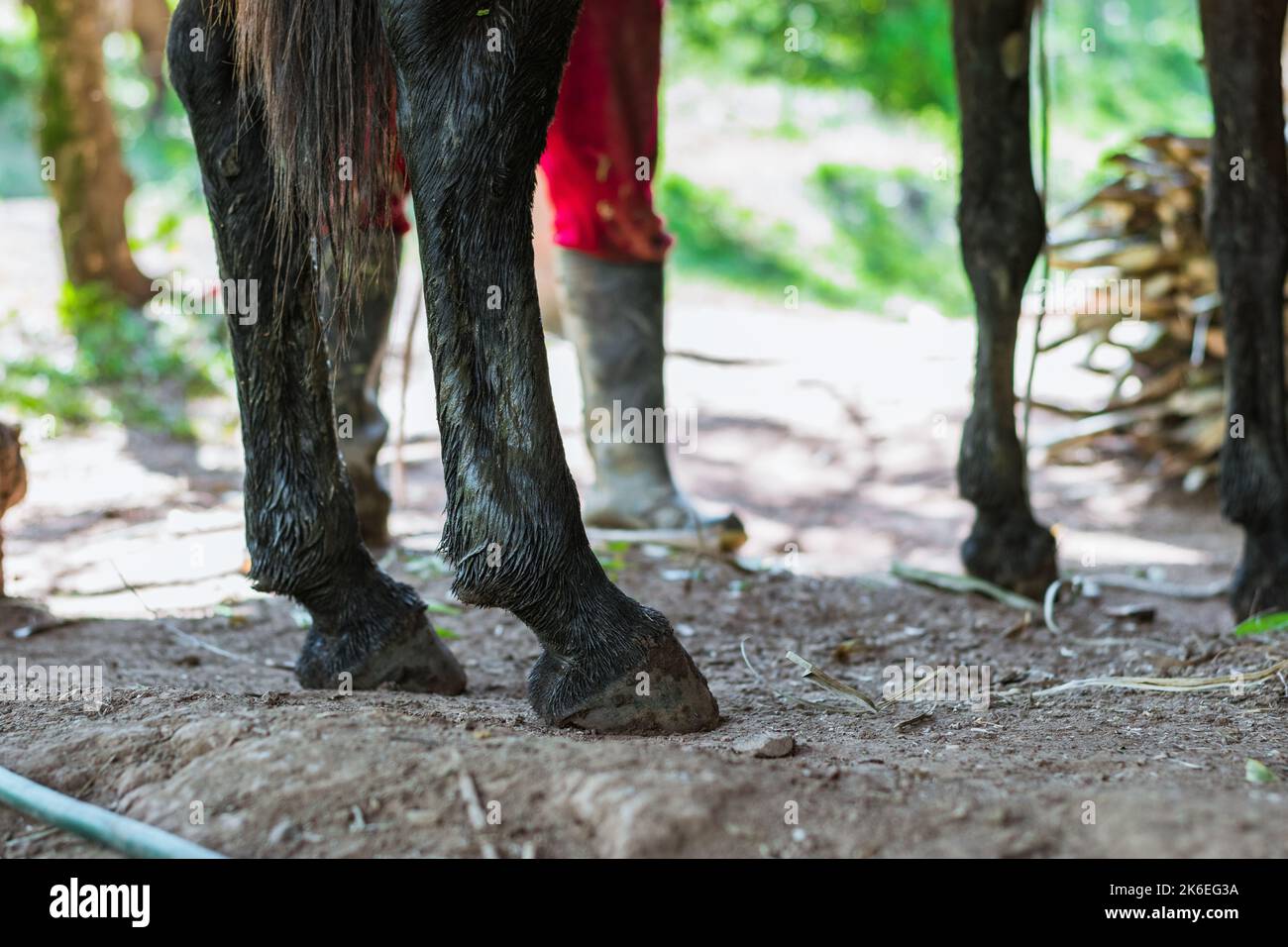 close-up of the legs of a mule standing on the dirt floor of a sugar ...