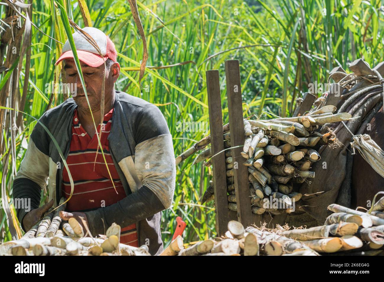 colombian farmer holding the cut cane with his hands to load his mule ...