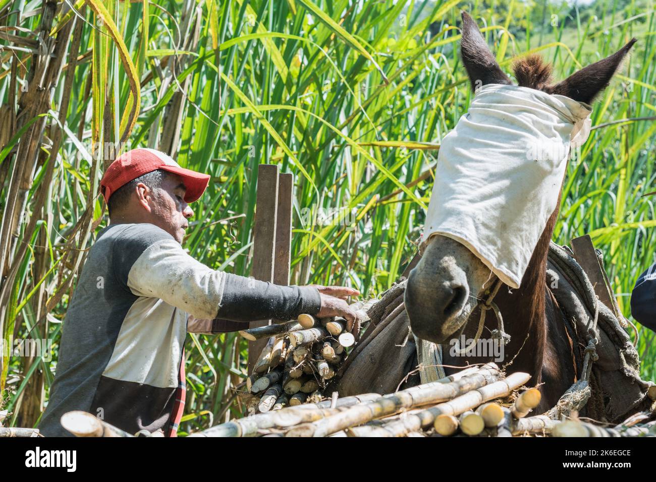 peasant sugar cane farmer, loading his mule and preparing it to carry ...