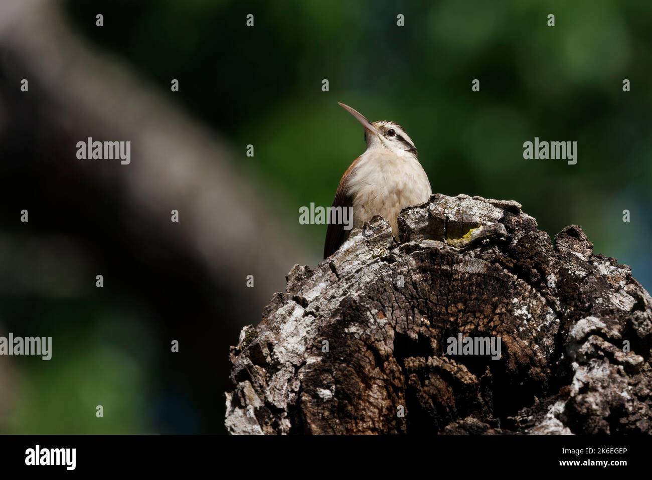 Narrow billed bird hi-res stock photography and images - Alamy
