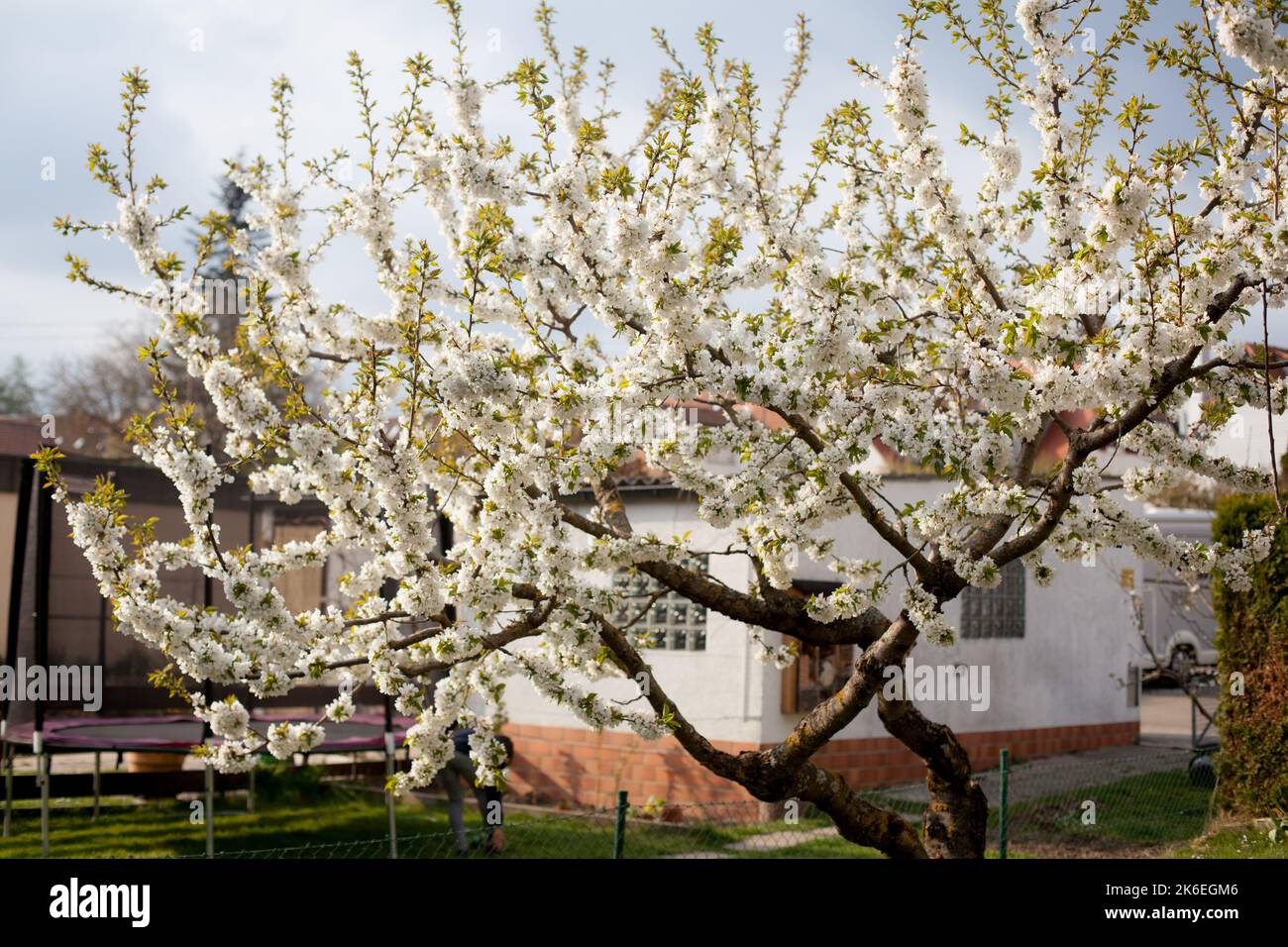 A Cherry blossomed tree in rural area Stock Photo - Alamy