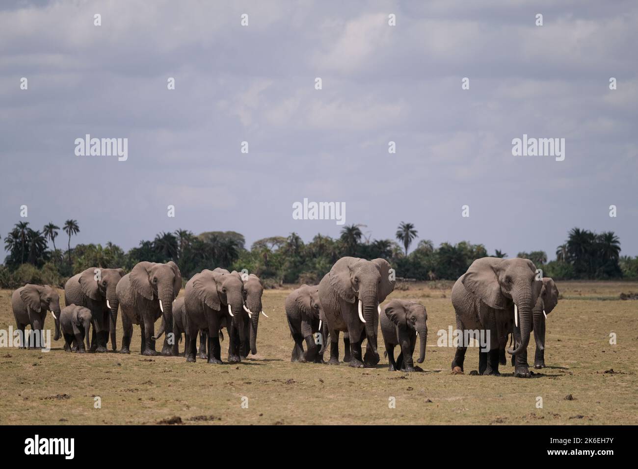 A herd of elephants during the migration in the African Safari Stock ...