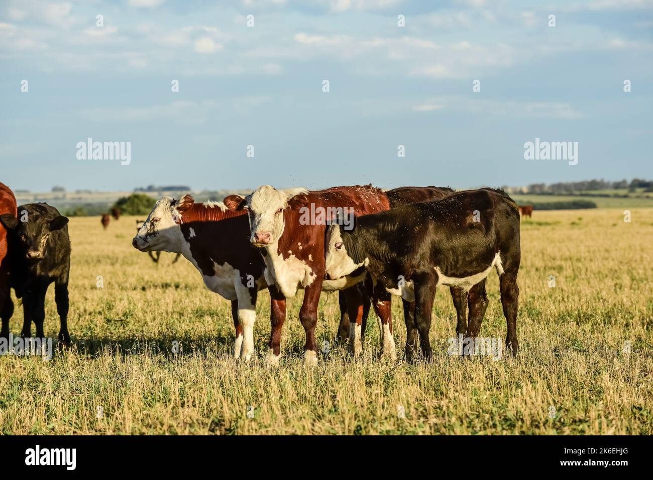 Cows raised with natural pastures, meat production in the Argentine ...