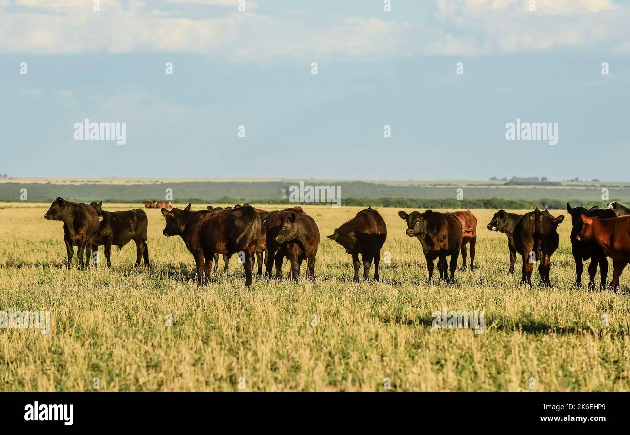 Cows raised with natural pastures, meat production in the Argentine ...