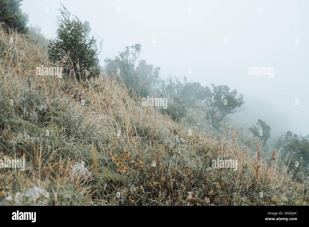 A hill full of dry grass in a cold and foggy weather Stock Photo - Alamy