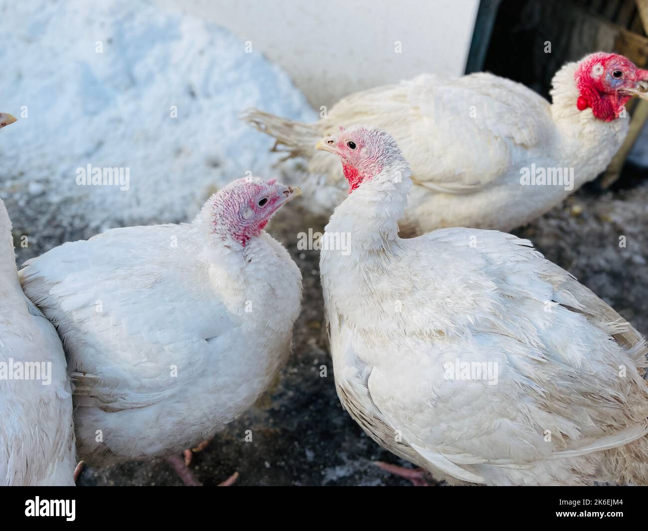 Turkeys on snowy ground on farm. From above white turkeys standing on ...