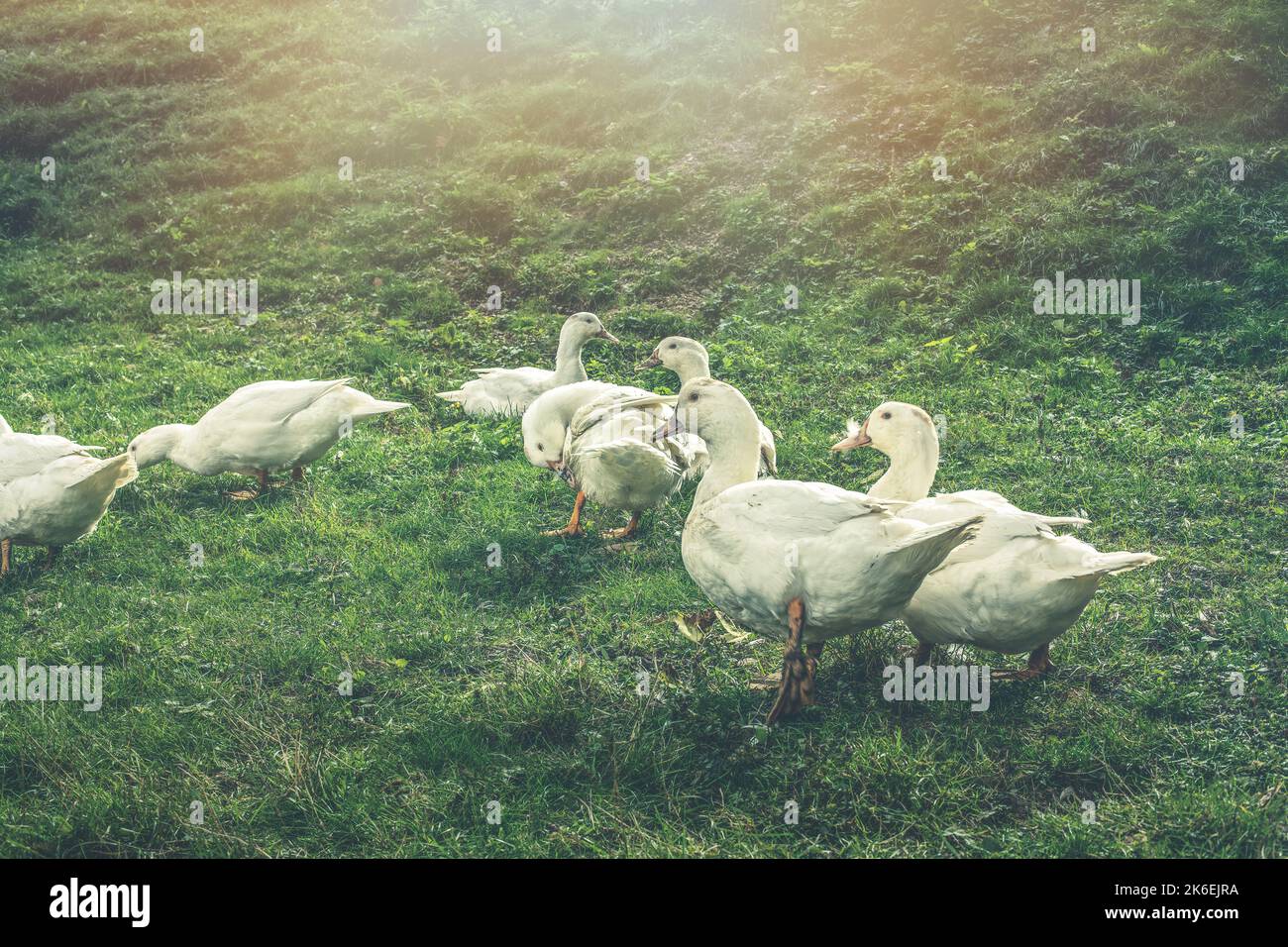 White birds on agricultural field hi-res stock photography and images ...