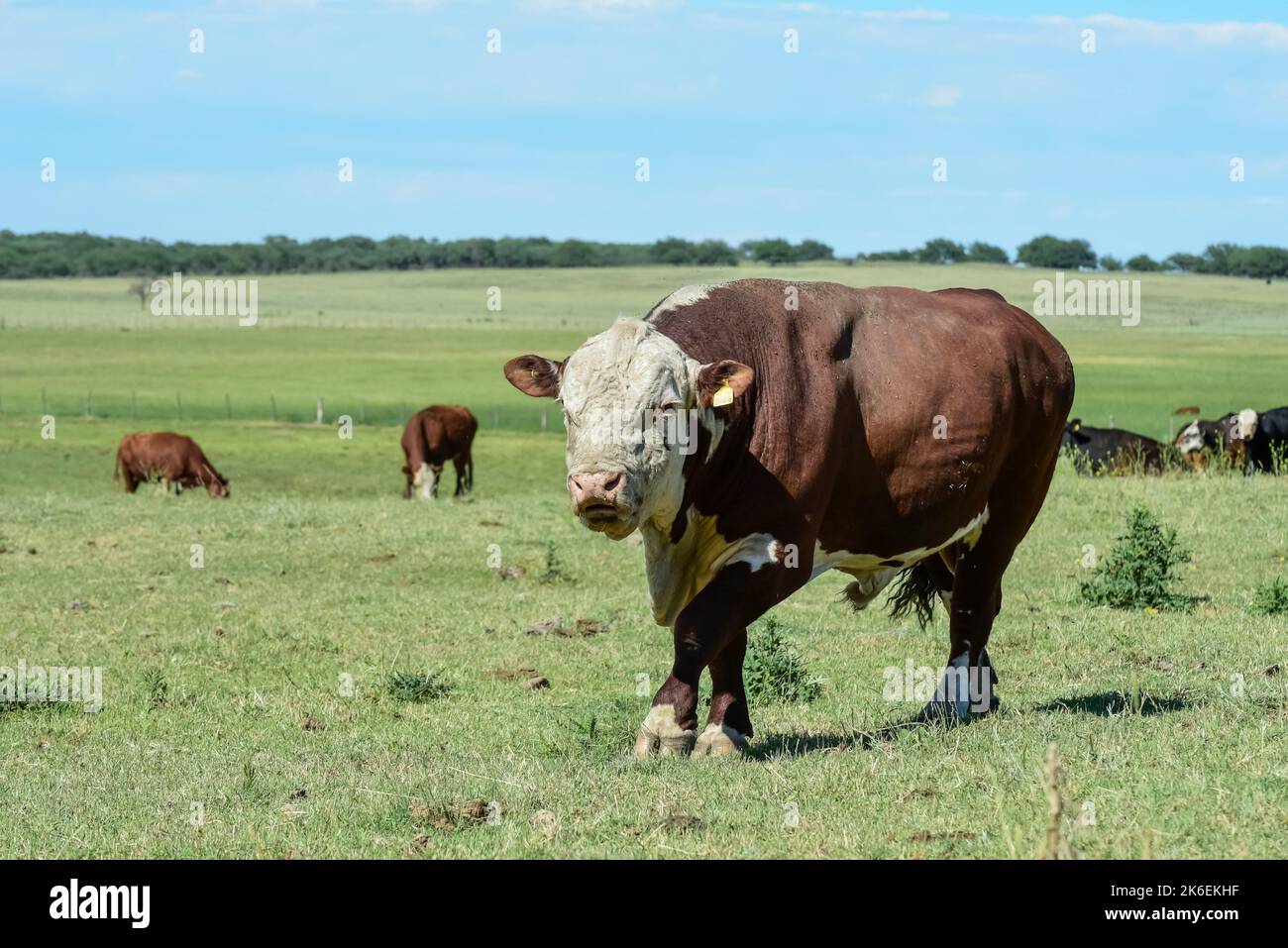 Cows raised with natural pastures, meat production in the Argentine ...