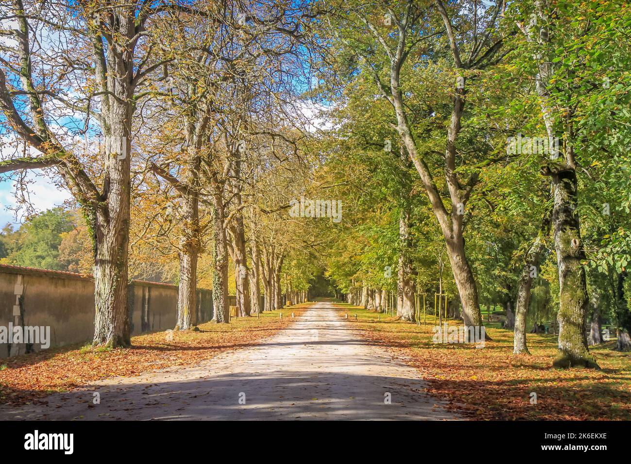 Alley lined in a row with ancient oak trees landscape in France ...