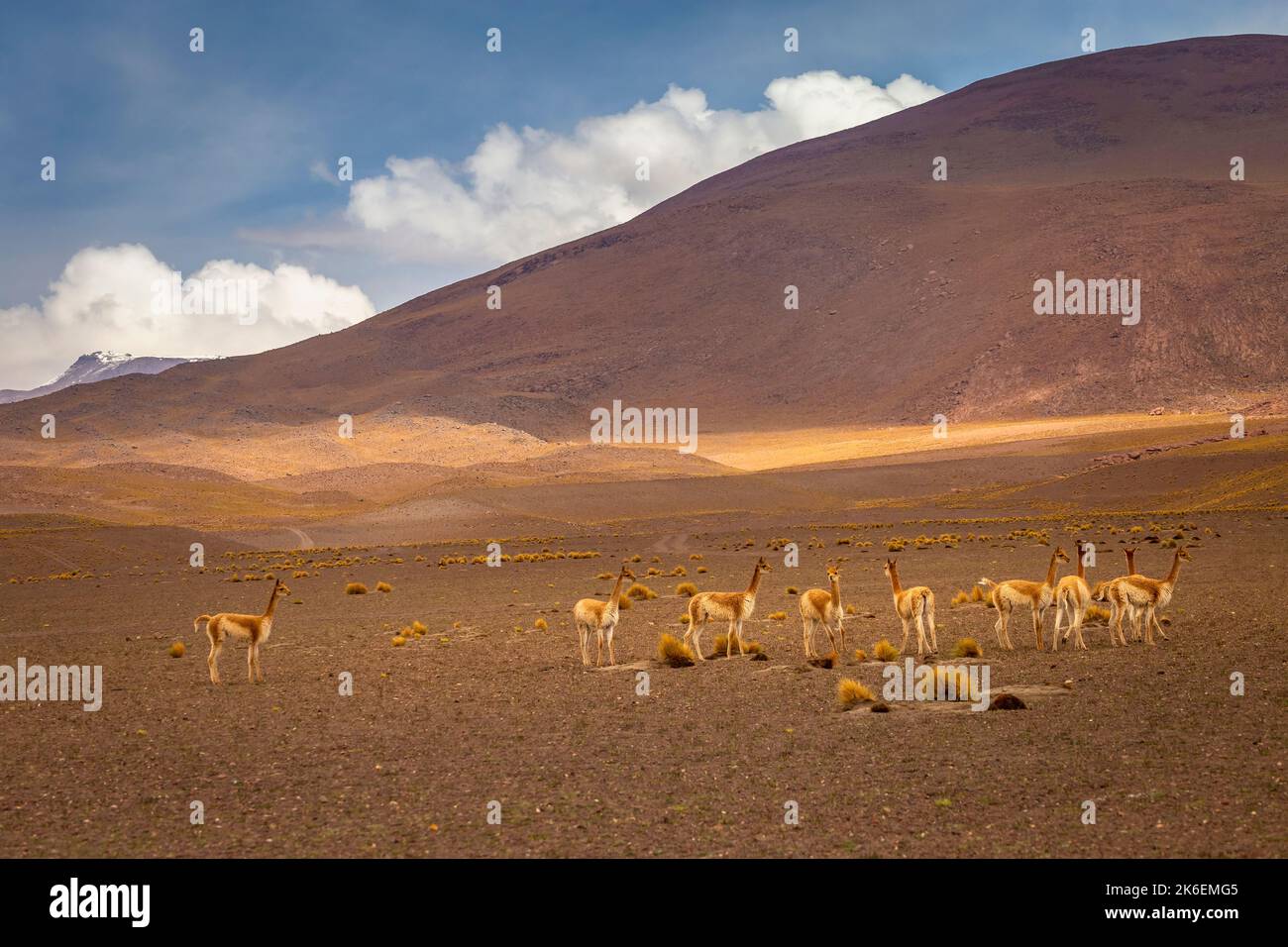 Group of Guanacos Vicunas in the wild of Atacama Desert, Andes ...