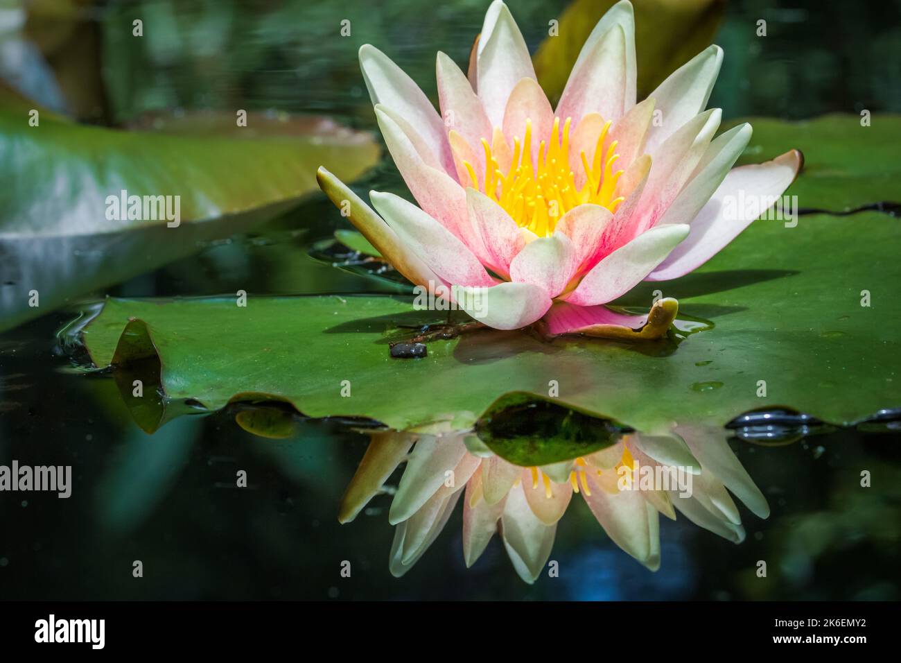 Lilly water single flower, bud blossoming on lake reflection, green ...