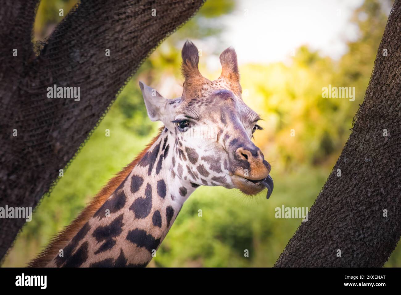 Close up giraffe head people hi-res stock photography and images - Alamy