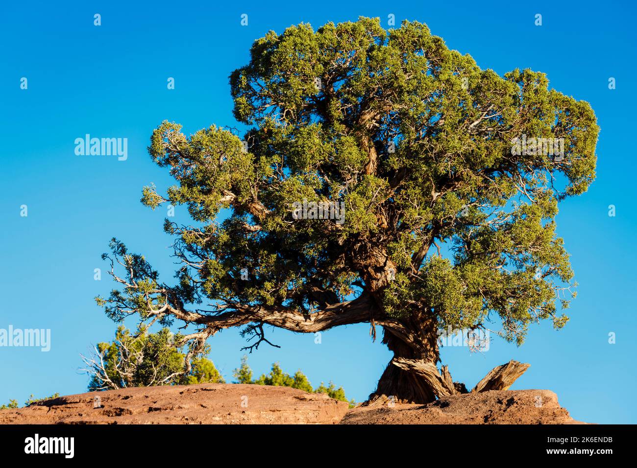 United states tree canopy climate hi-res stock photography and images ...