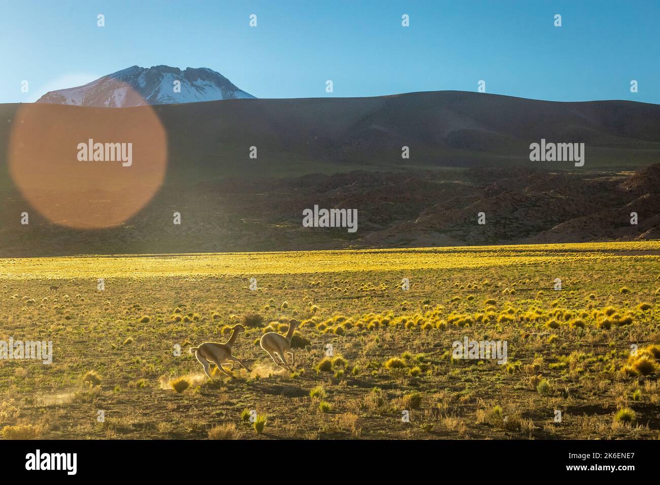 Two Guanaco Vicuna in the wild of Atacama Desert, Andes altiplano ...