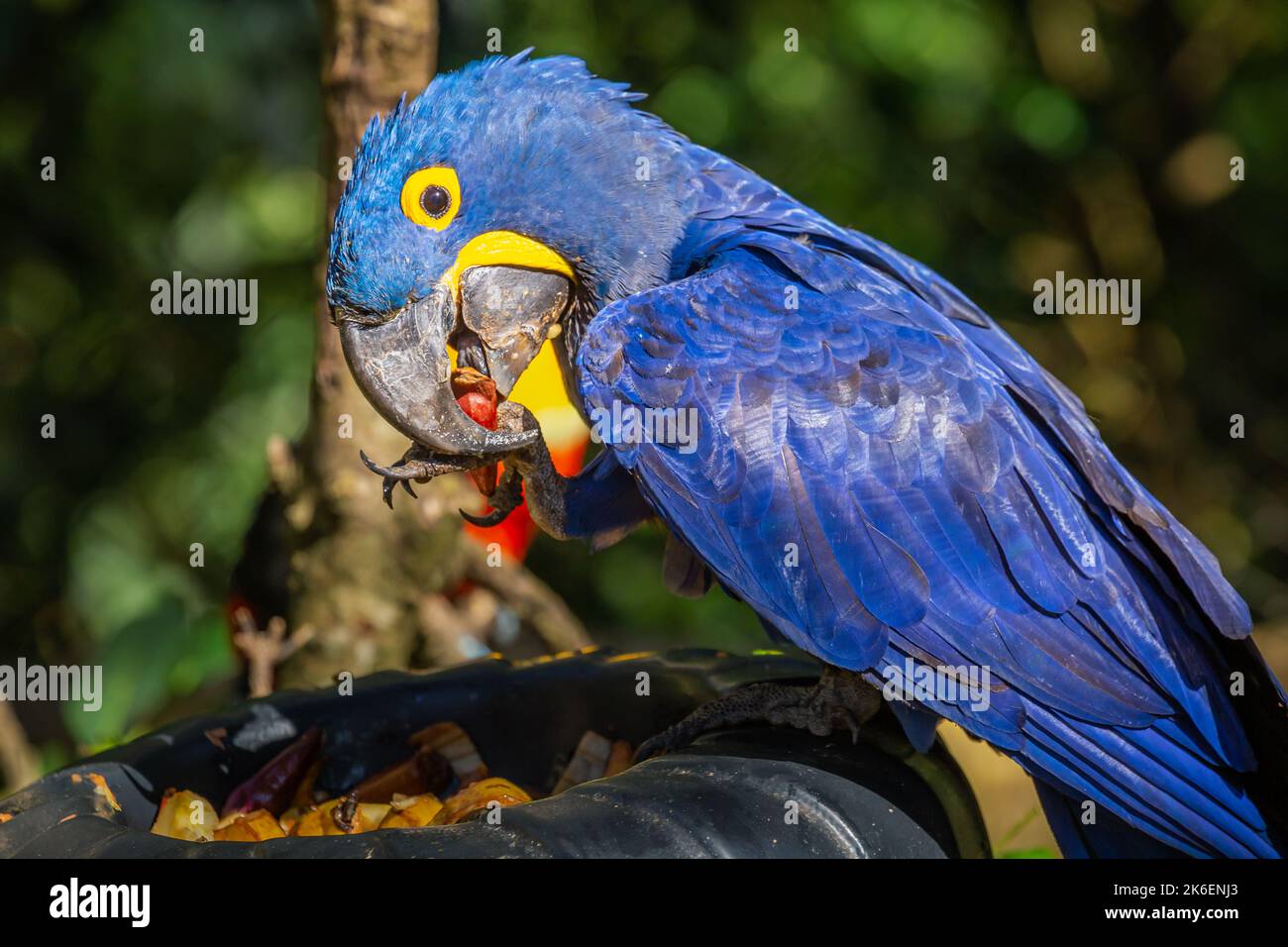 Tyrian blue hi-res stock photography and images - Alamy