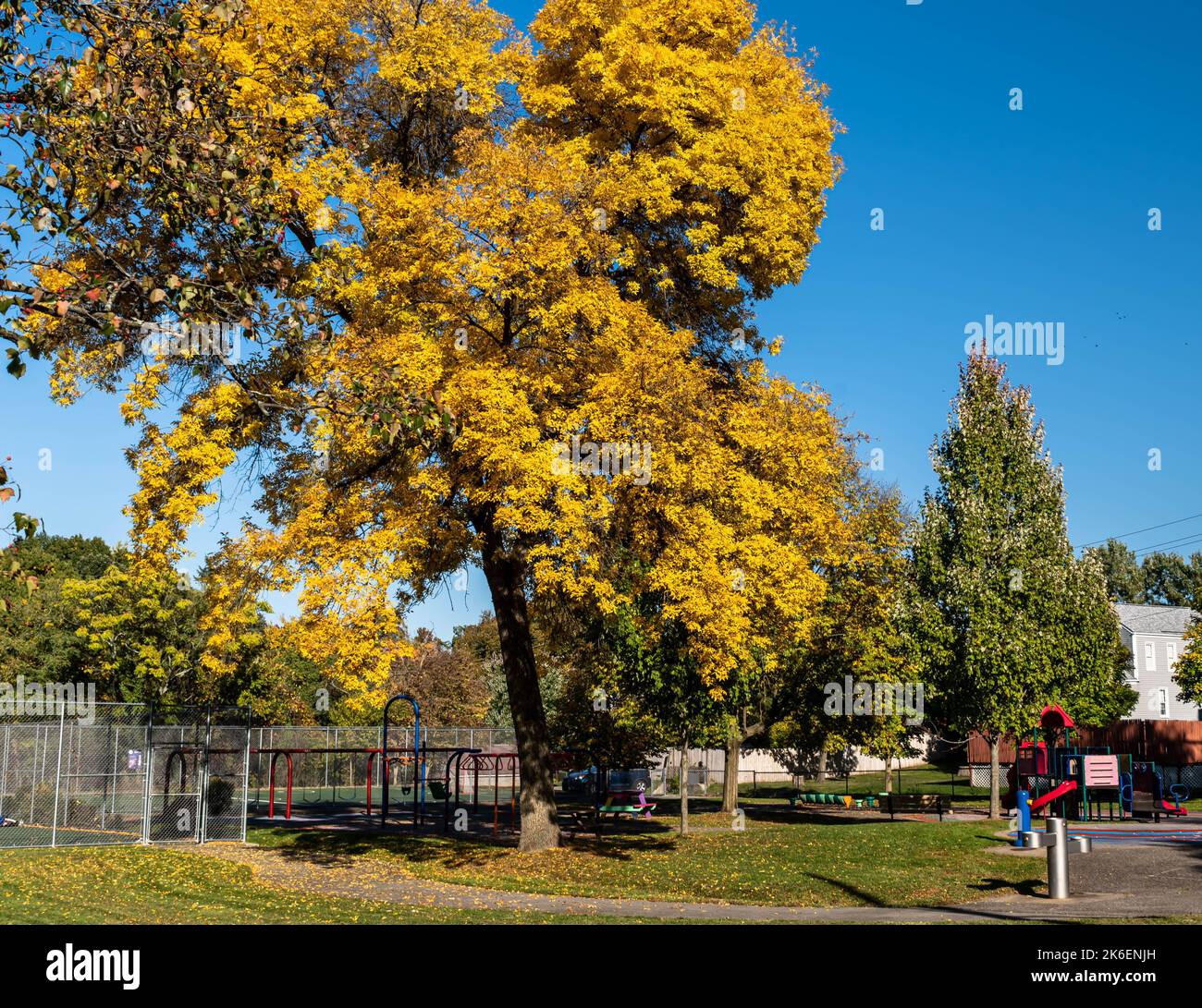 A large tree changing colors in fall in the Swisshelm Park playground ...