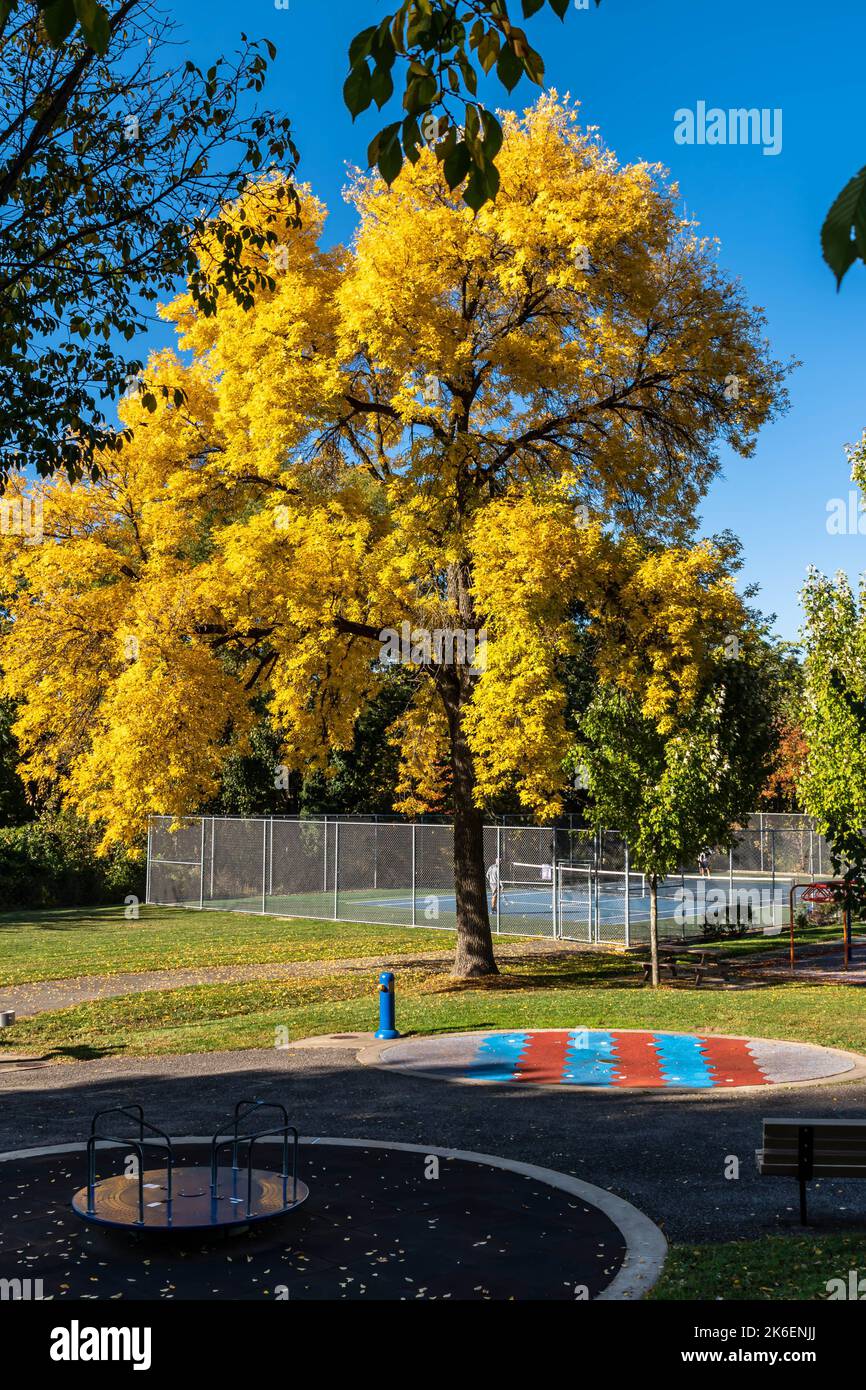 A large tree changing colors in fall in the Swisshelm Park playground ...