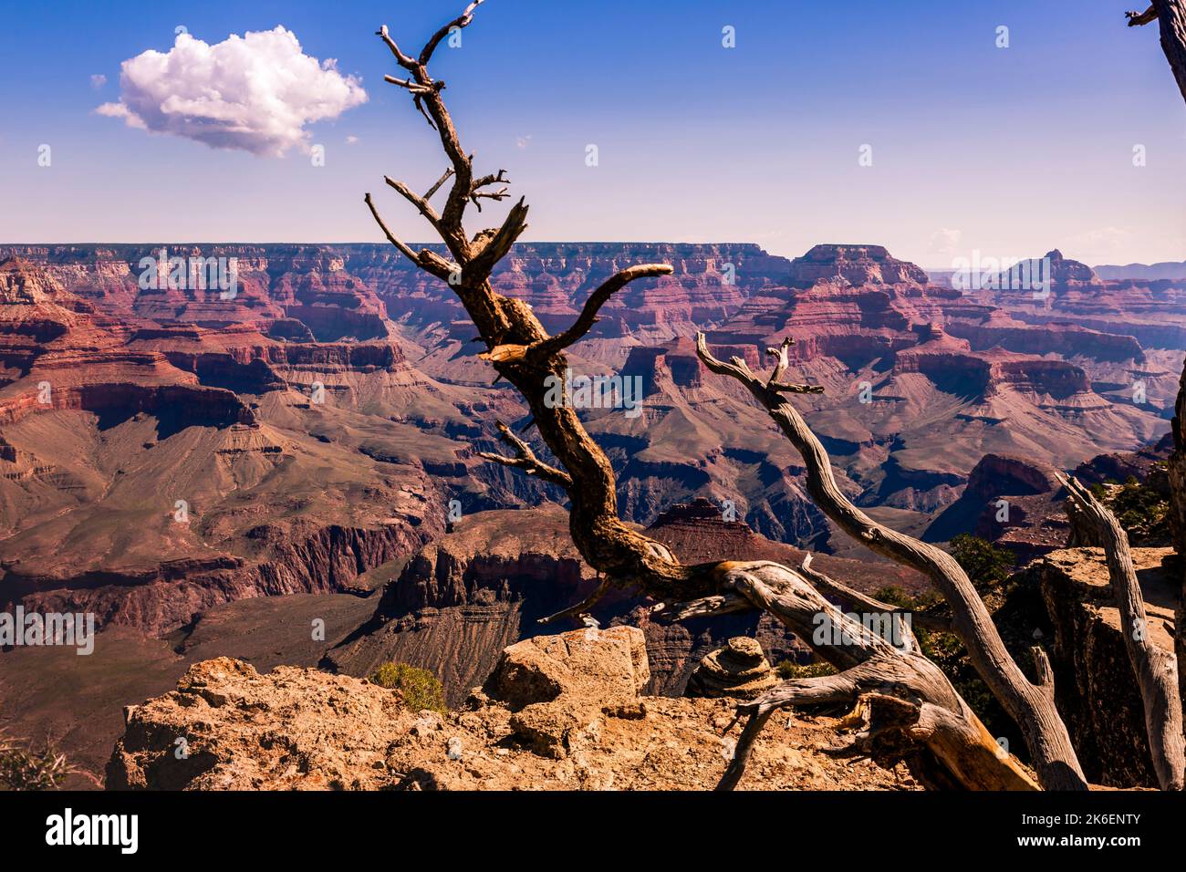 Grand Canyon south rim with single tree trunk at sunny day, Arizona ...