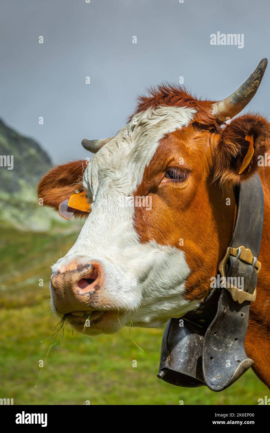 Swiss brown cow in the alpine landscape, Gran Paradiso, Northern Italy ...