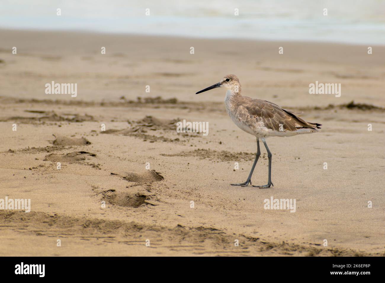 Beach bird walking on the coast of acapulco Stock Photo - Alamy