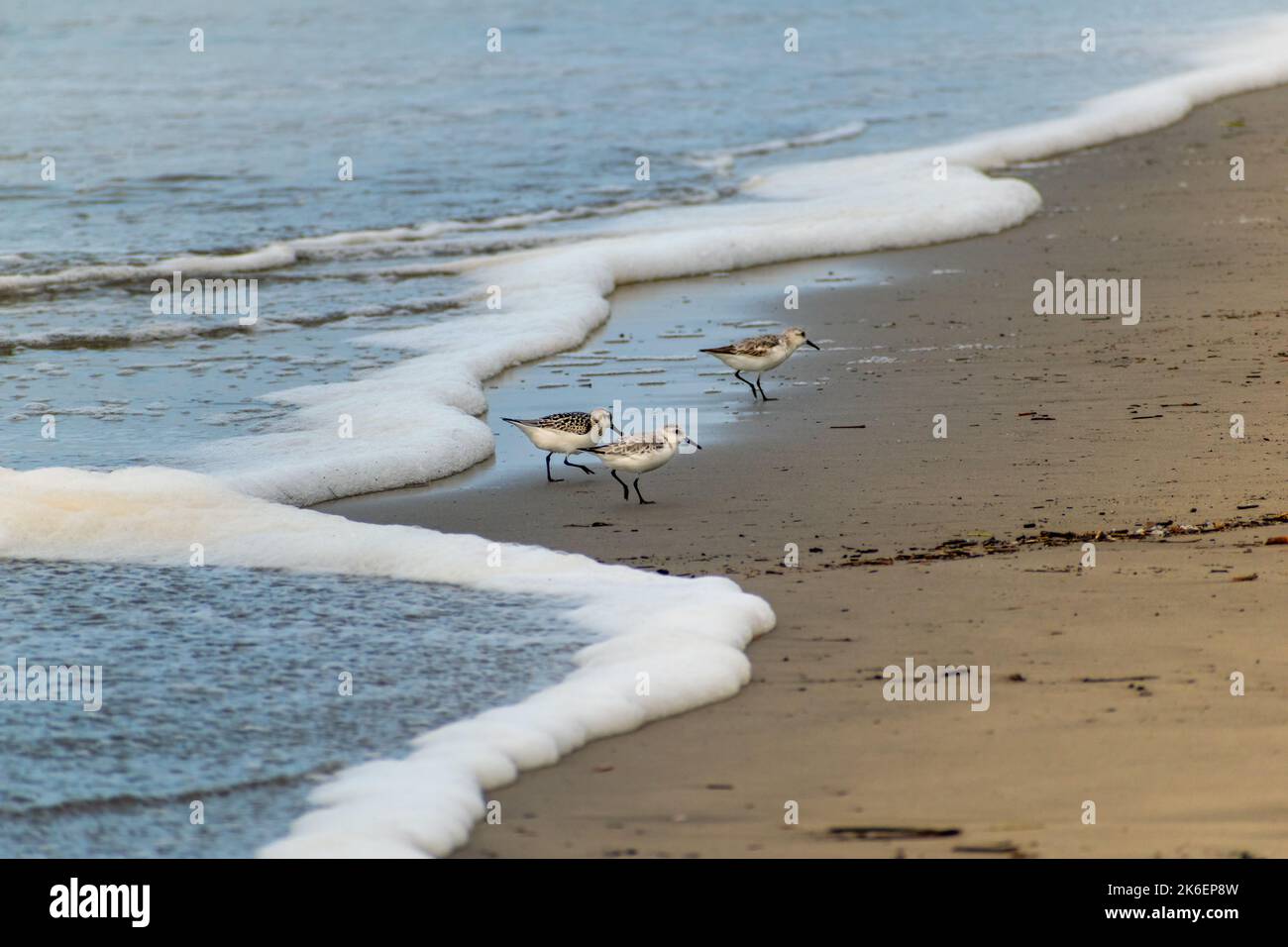 Three little beach birds walking on the coast of acapulco Stock Photo ...