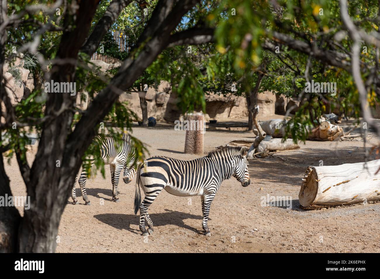Albuquerque new mexico zoo hi-res stock photography and images - Alamy
