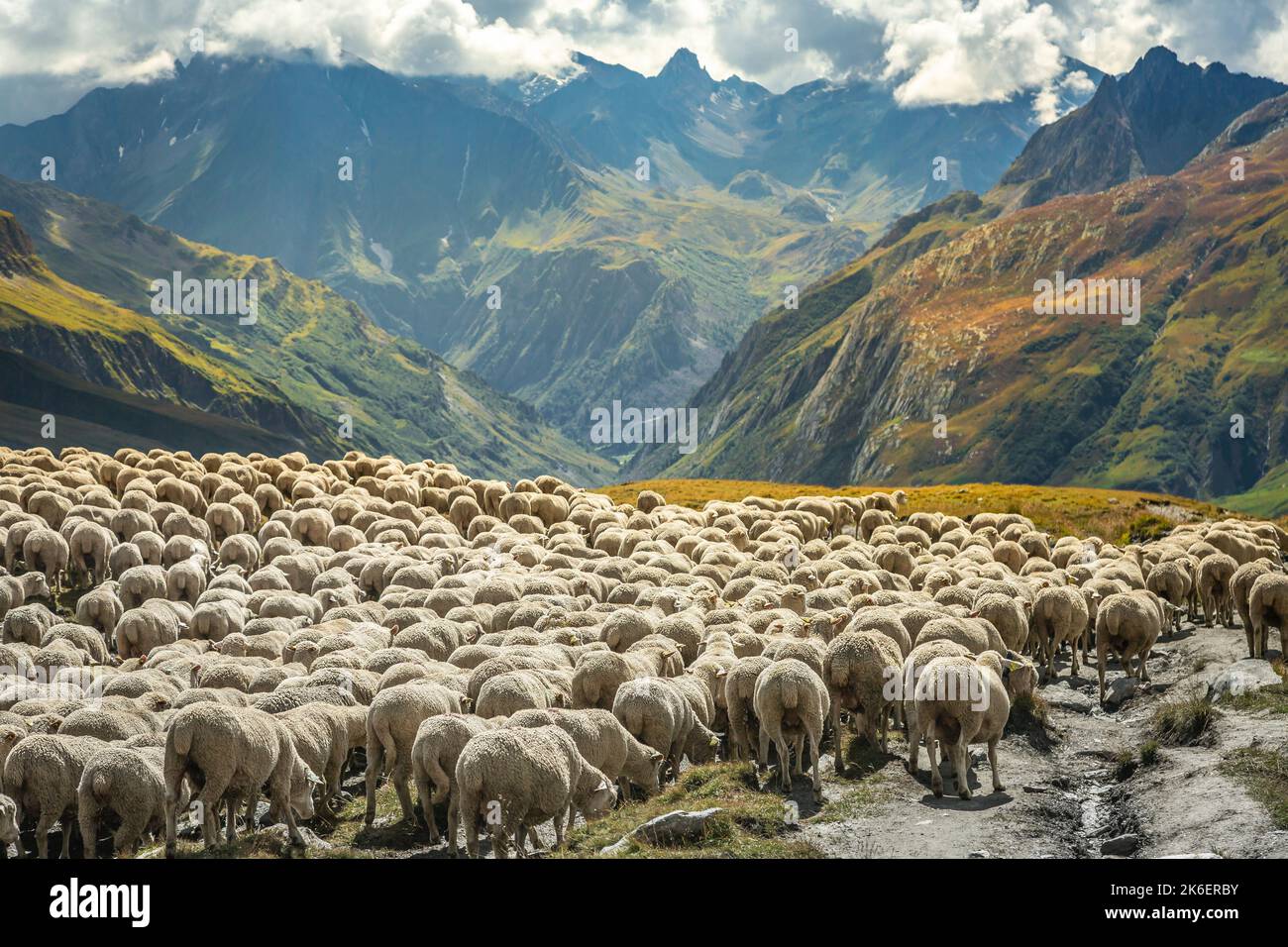 Flock of sheeps moving down the valley, French Alps, border with ...
