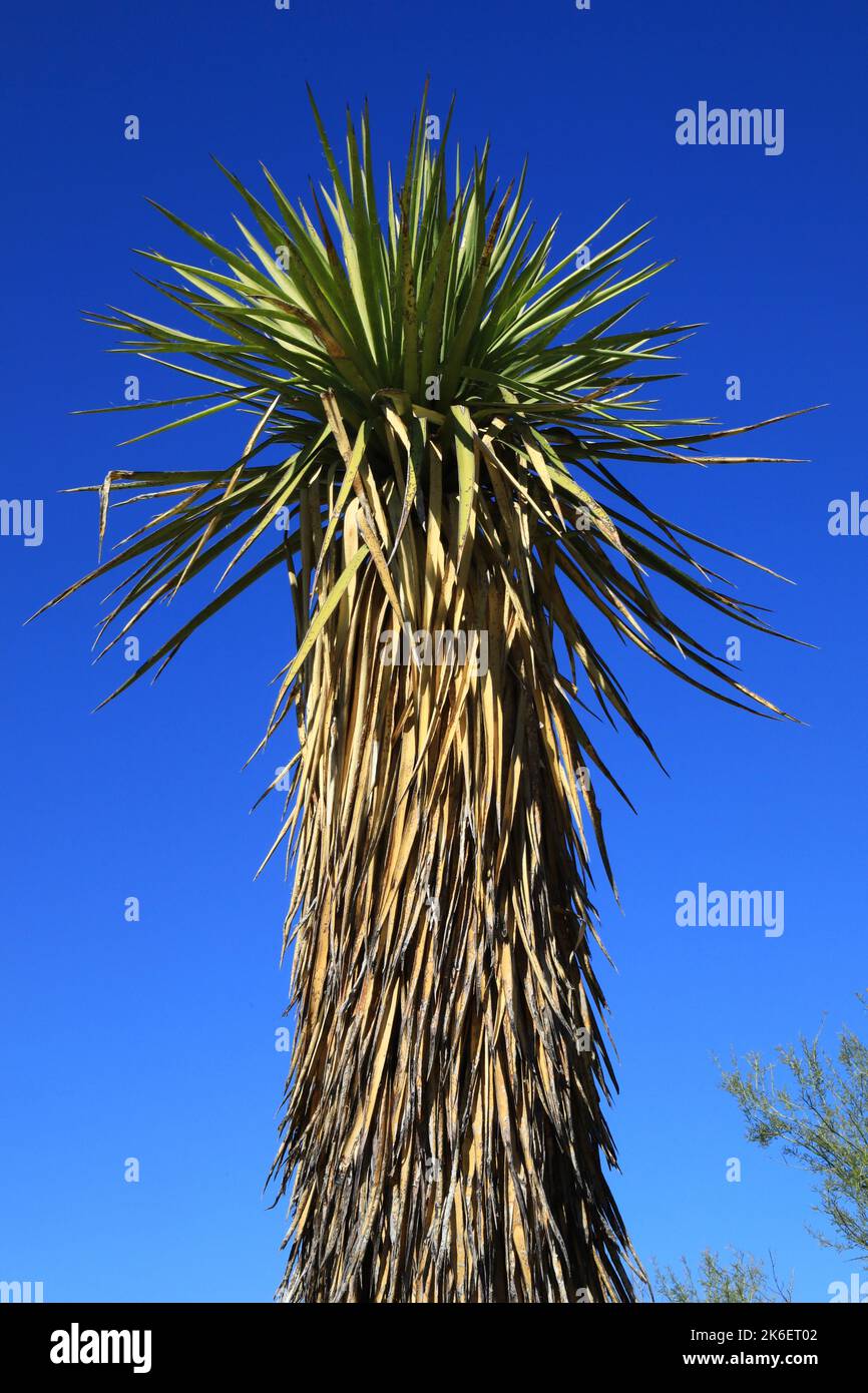 Yucca palm tree Stock Photo - Alamy