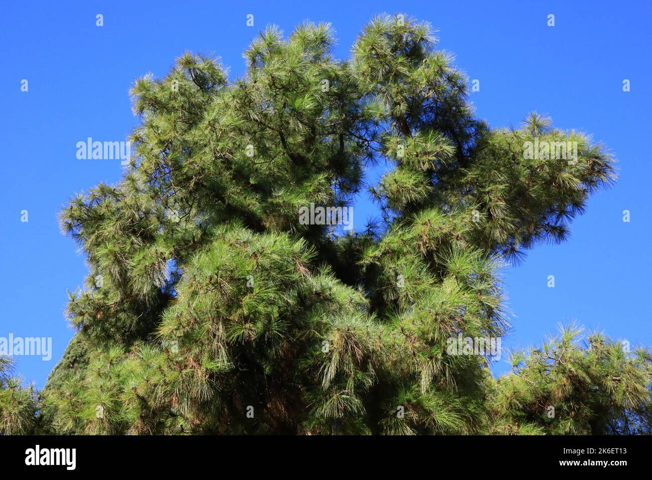 Canary island pine tree on a clear blue sky Stock Photo - Alamy