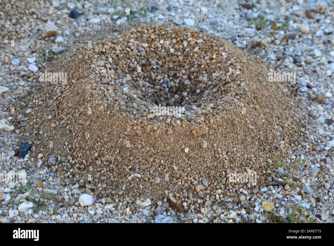 Fire ant nest in the ground Stock Photo - Alamy