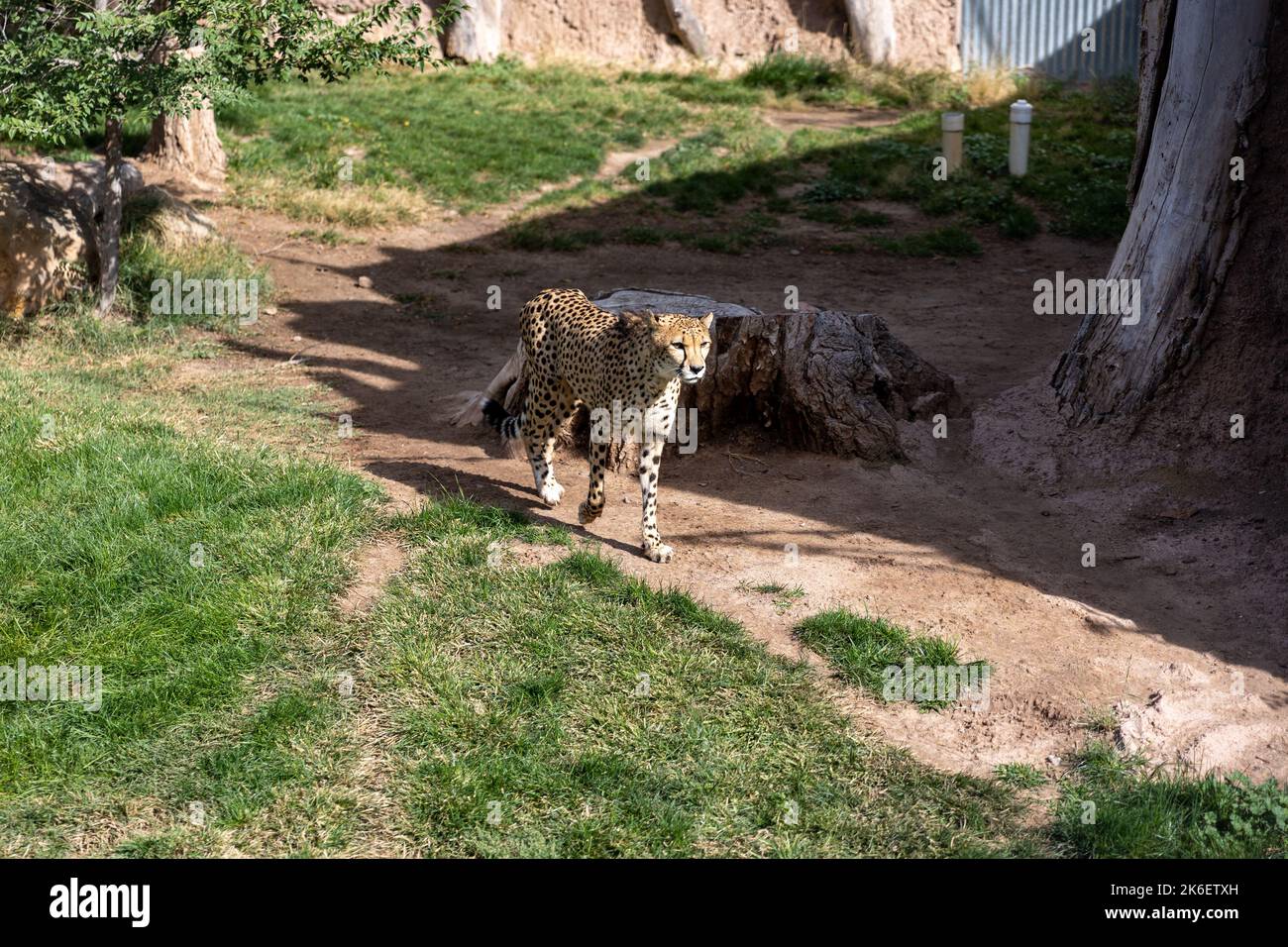 Cheetah, Biopark Zoo, Albuquerque, New Mexico Stock Photo - Alamy