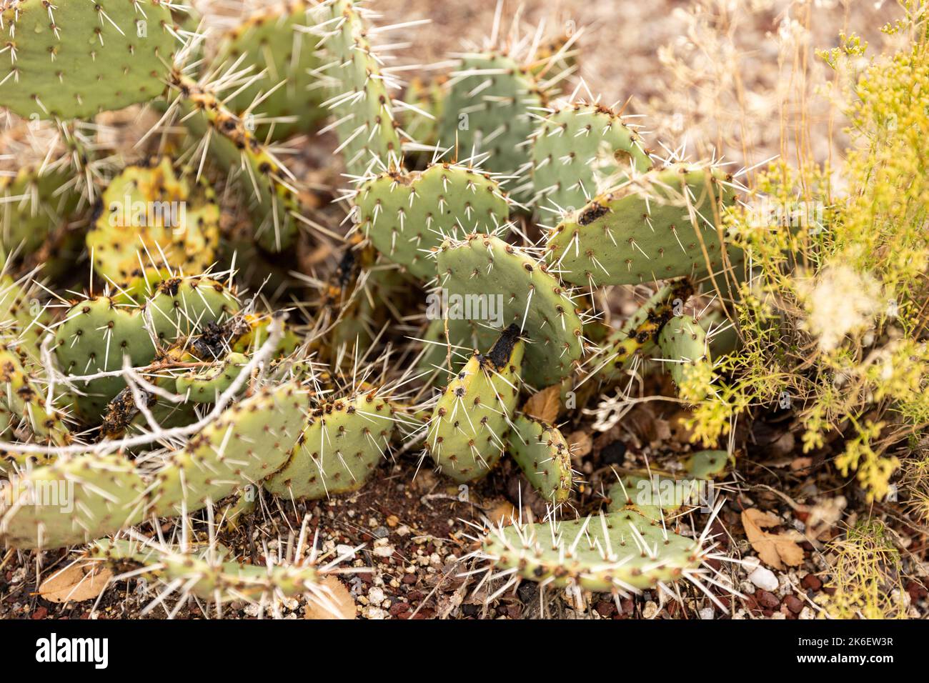 Cibola National Forest, Albuquerque, New Mexico Stock Photo - Alamy
