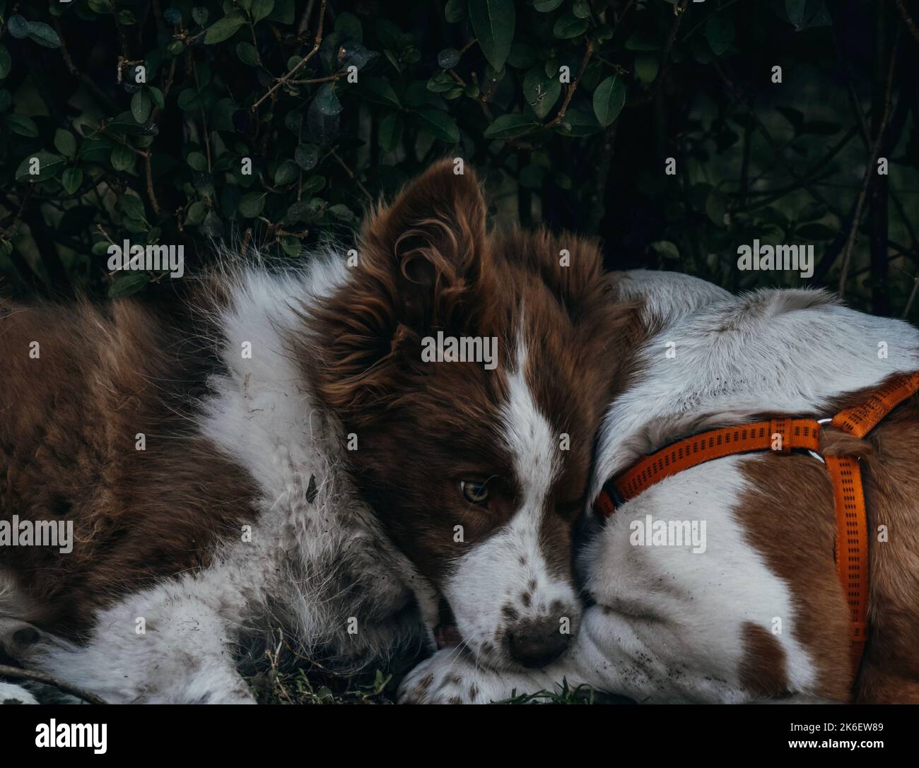 Two white brown dogs hi-res stock photography and images - Alamy