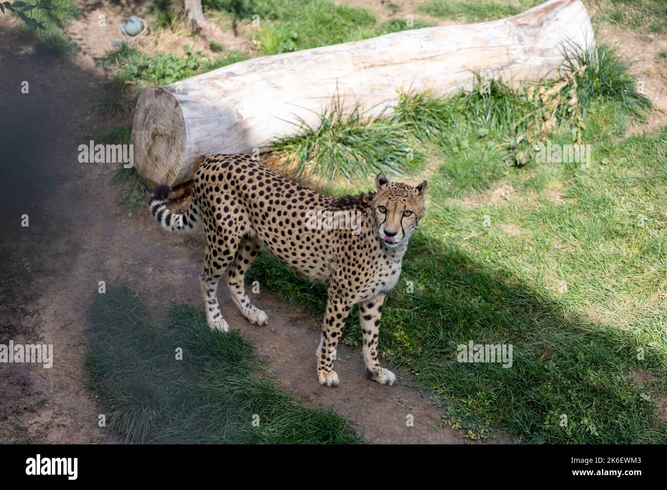Cheetah, Biopark Zoo, Albuquerque, New Mexico Stock Photo - Alamy