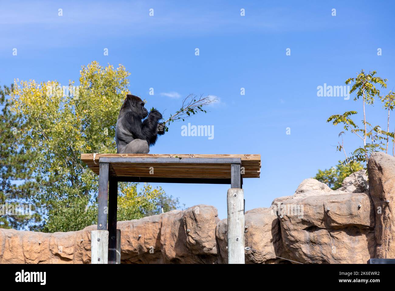 Gorilla eating, Biopark Zoo, Albuquerque, New Mexico Stock Photo - Alamy