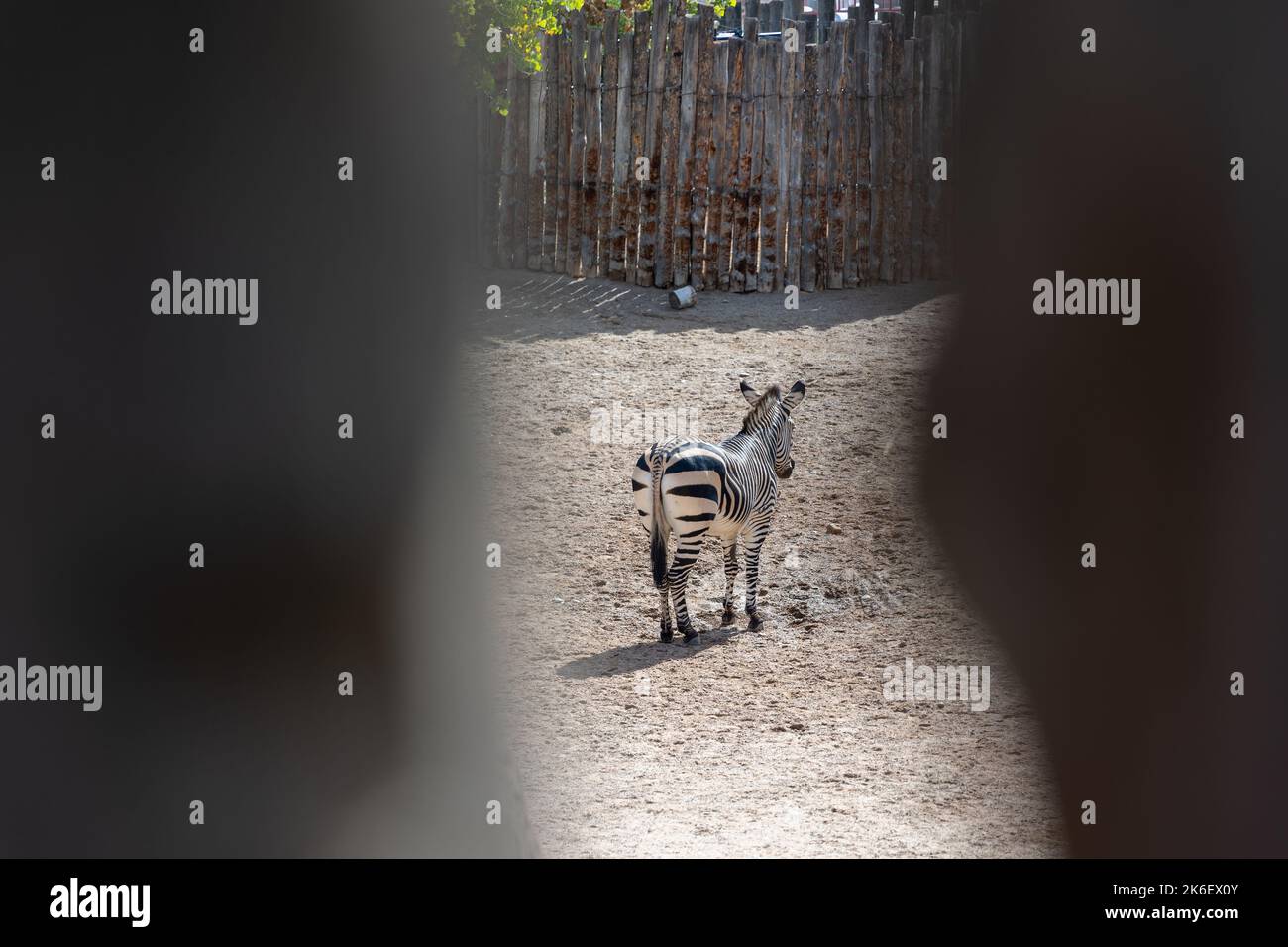 Albuquerque zoo hi-res stock photography and images - Alamy