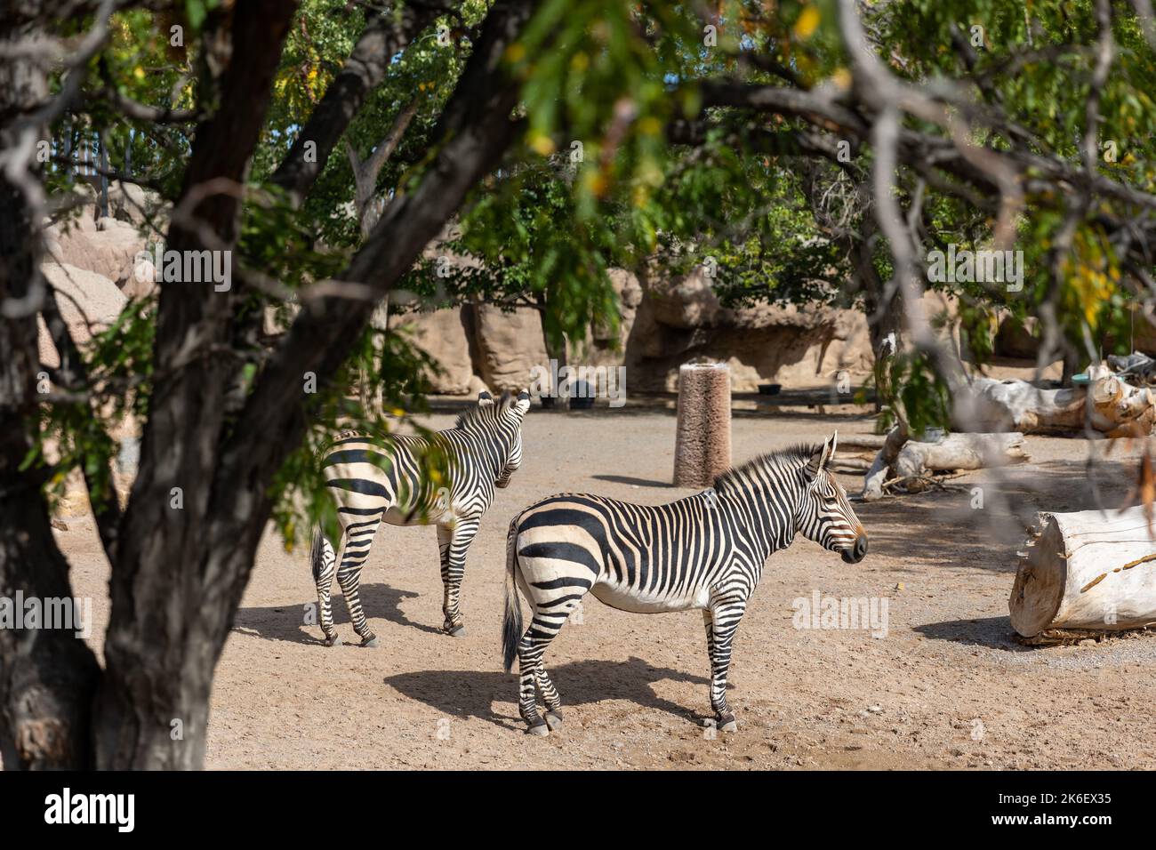 Zebra, Biopark Zoo, Albuquerque, New Mexico Stock Photo - Alamy
