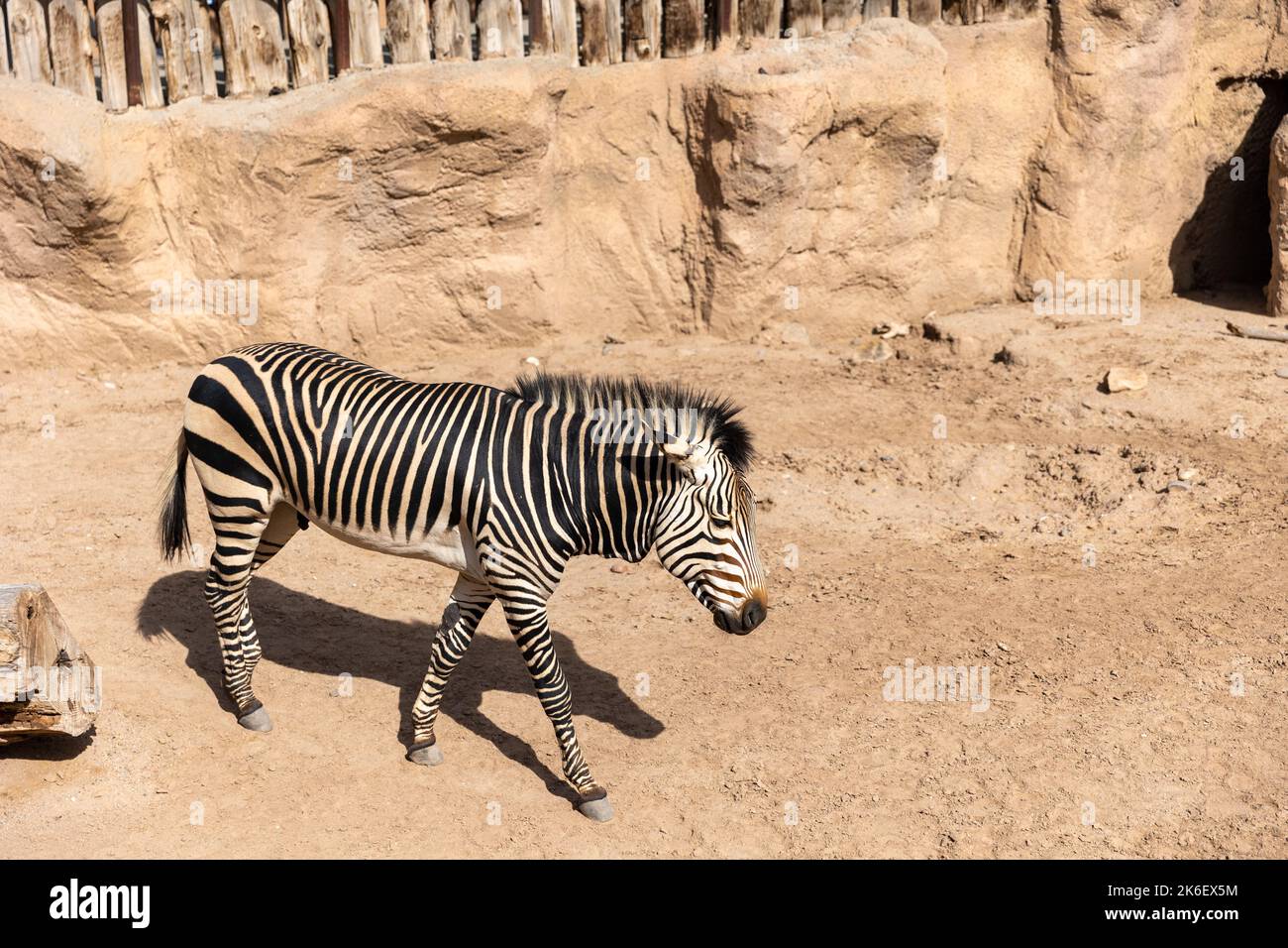 Zebra, Biopark Zoo, Albuquerque, New Mexico Stock Photo - Alamy