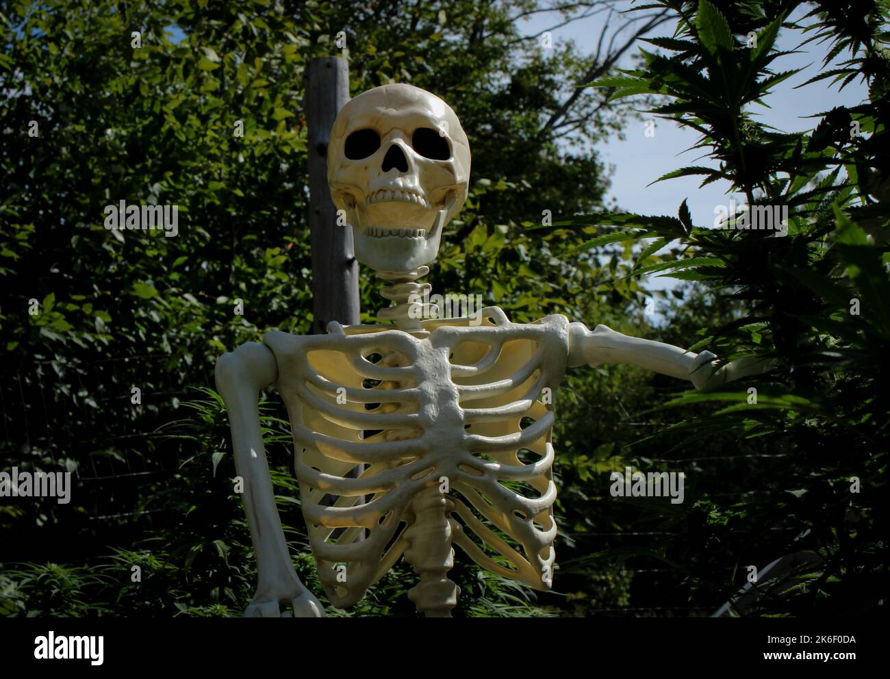 A skeleton checking out the marijuana plants Stock Photo - Alamy