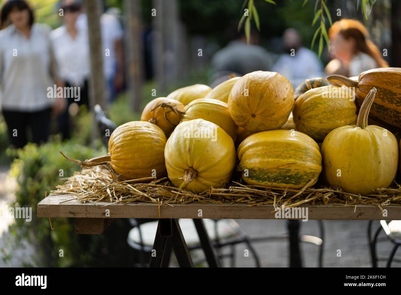 Autumn decoration - harvest of yellow pumpkins on dry straw at farmers ...