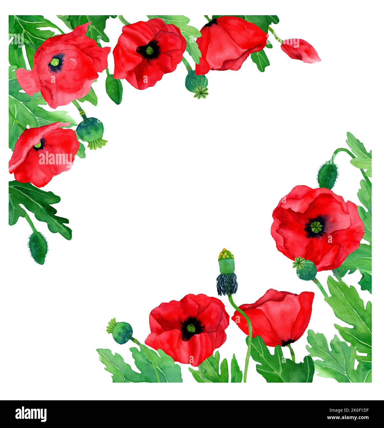 Watercolor hand drawn frame of poppy flowers and leaves. Botany ...