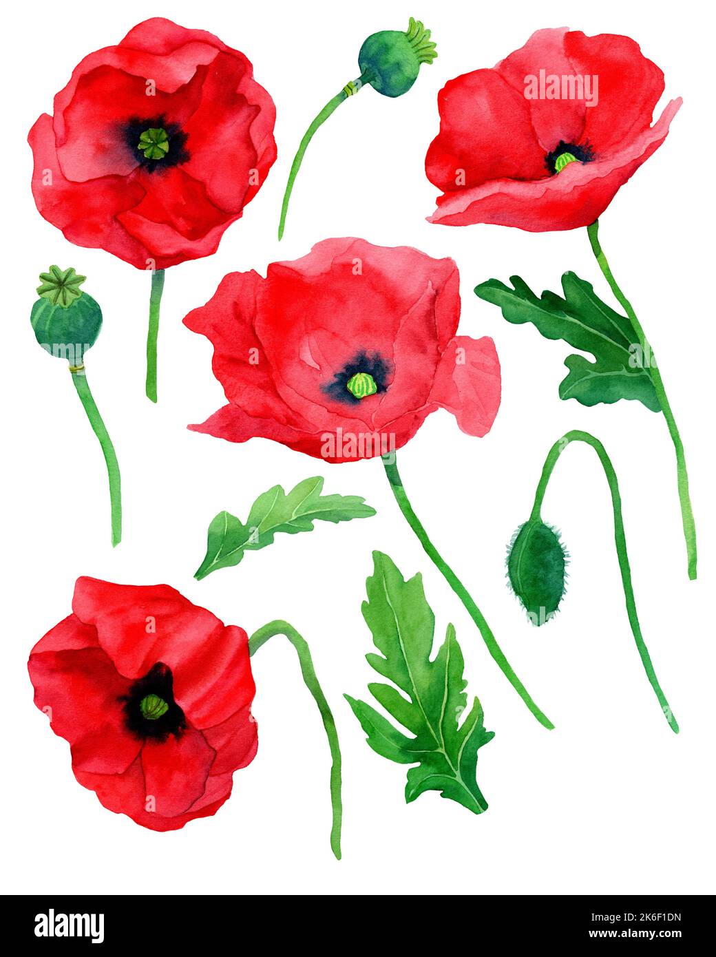Watercolor hand drawn set of poppies flowers and leaves. Botany ...