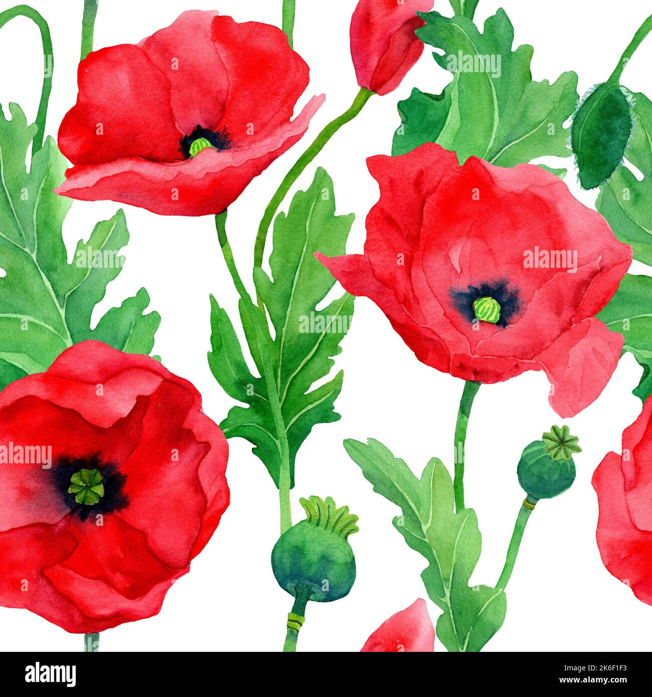 Watercolor hand drawn poppies seamless pattern. Botany illustration of ...